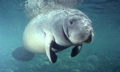 The Little Journalistes: Documentaire sur le lamantin